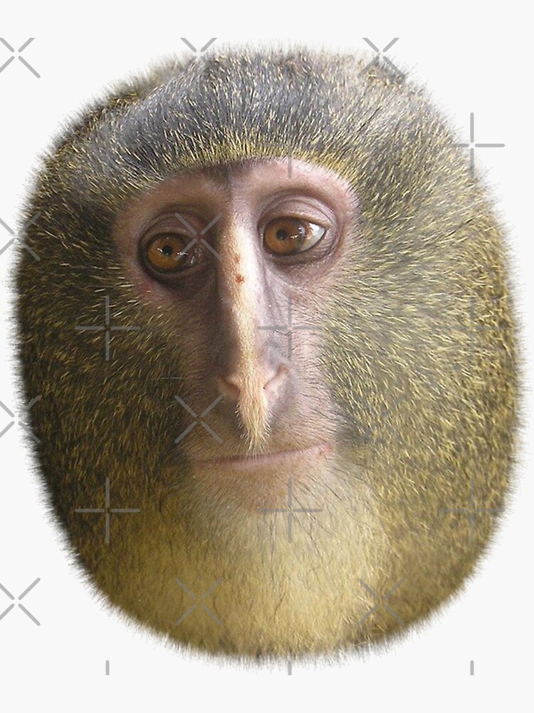 "Lesula Monkey" Sticker by JackieHusky | Redbubble