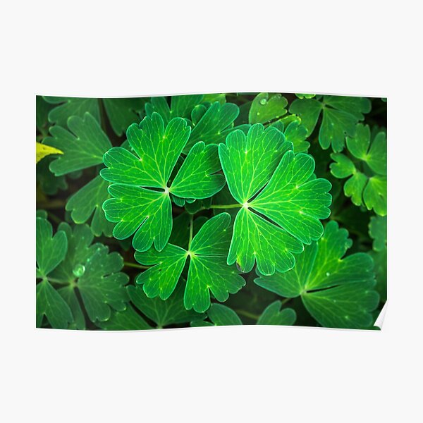 "Clover" Poster for Sale by Zip-Zup | Redbubble