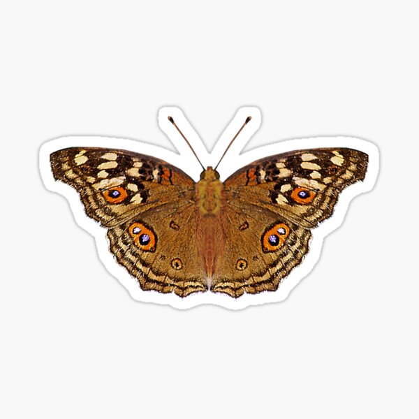 "Exotic Orange Butterfly" Sticker for Sale by DavidRMurphy | Redbubble