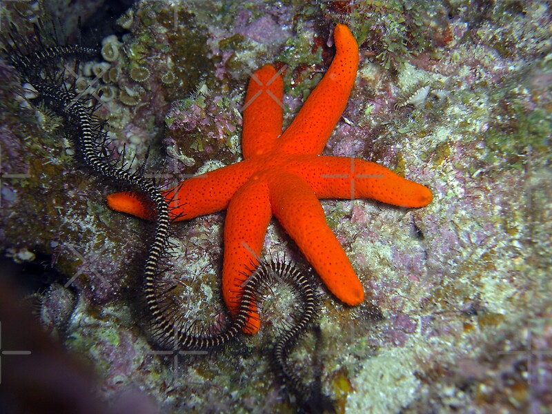 "6 legged Starfish" by Michael Powell | Redbubble
