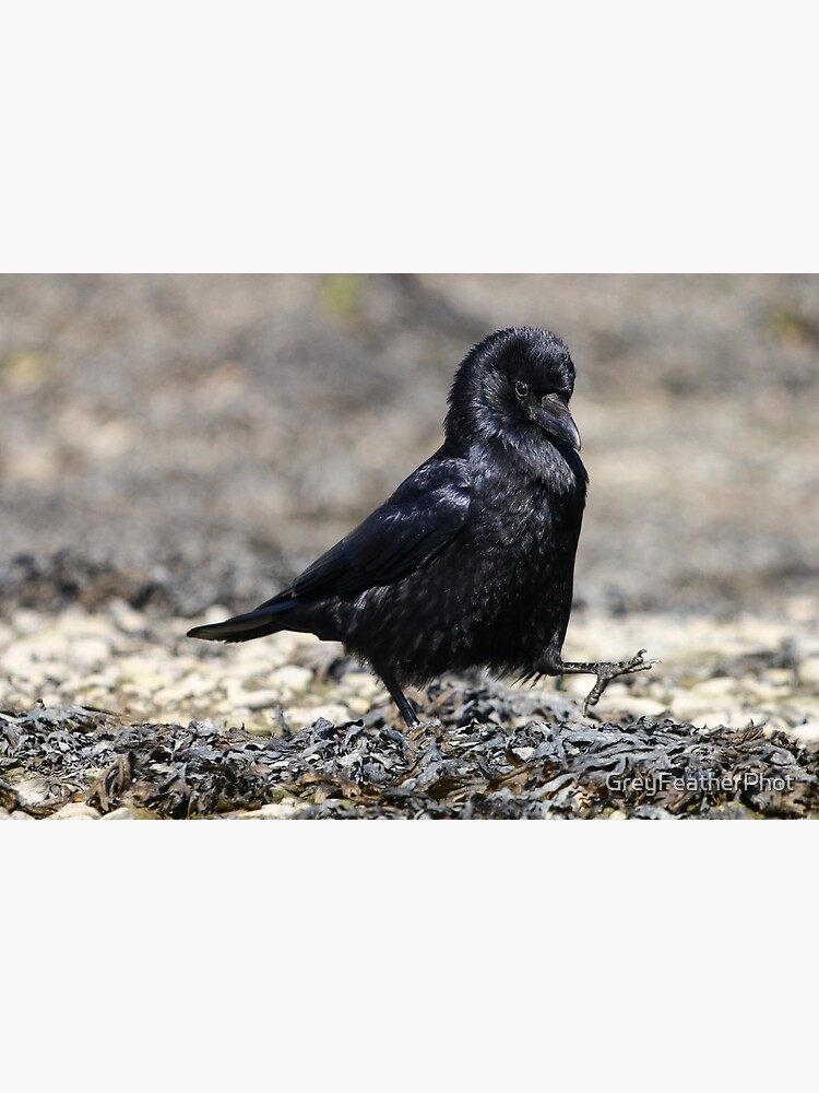 "Angry crow" Poster by GreyFeatherPhot | Redbubble