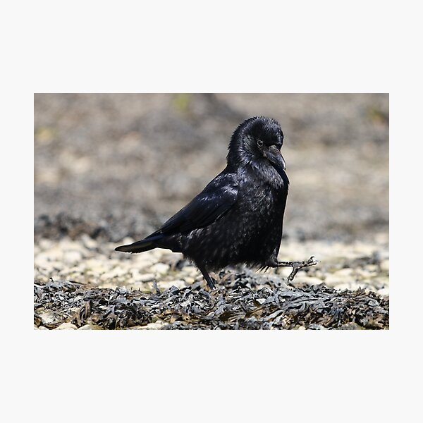 "Angry crow" Photographic Print for Sale by GreyFeatherPhot | Redbubble