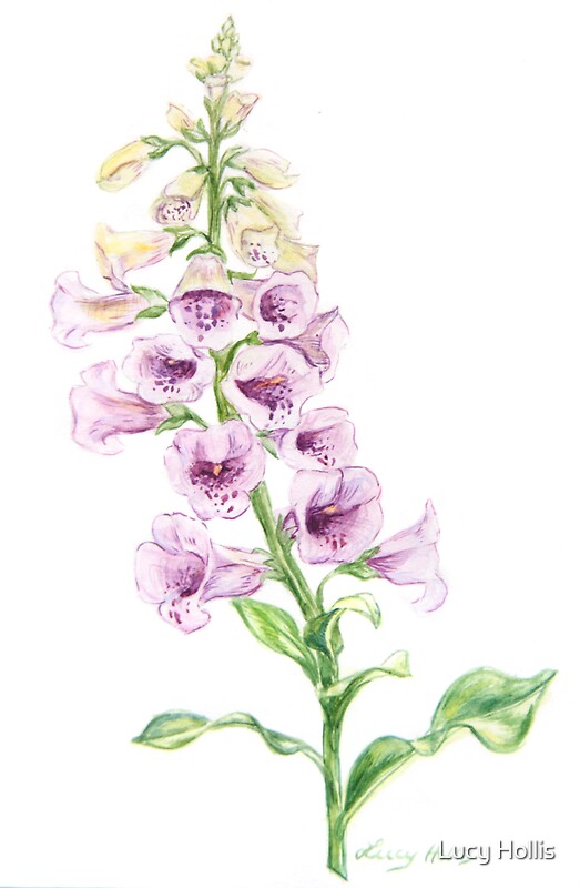 "Foxgloves in Watercolour" by Lucy Hollis | Redbubble