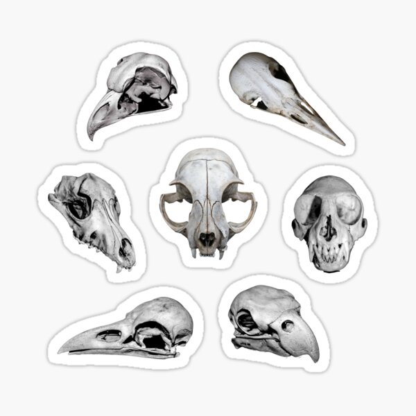 "Realistic Animal Skulls" Sticker by darkacademic | Redbubble