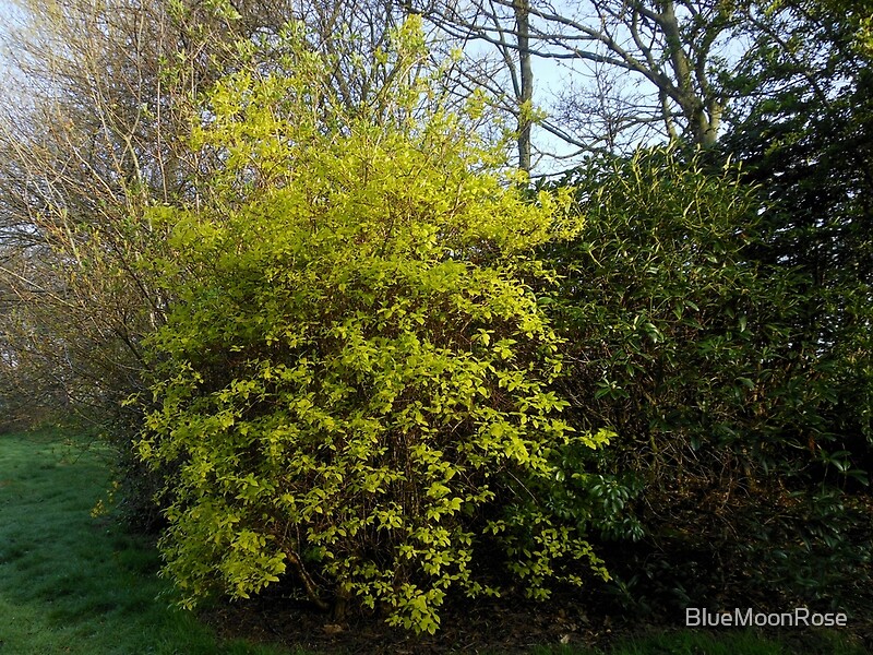 "Evergreen Bush in Early Morning Light" by BlueMoonRose | Redbubble