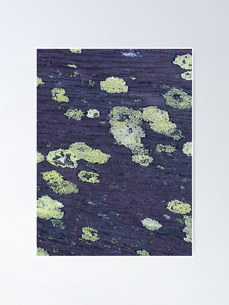 "lichen" Poster for Sale by KathleenDawson | Redbubble