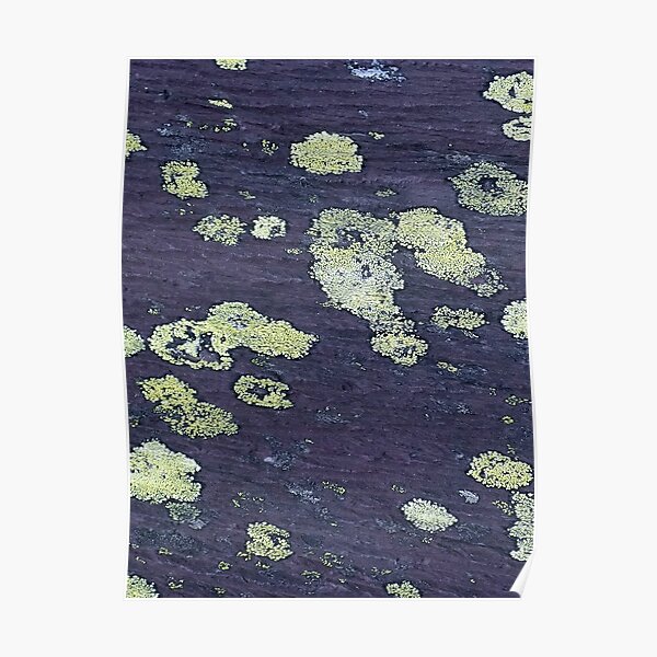 "lichen" Poster for Sale by KathleenDawson | Redbubble