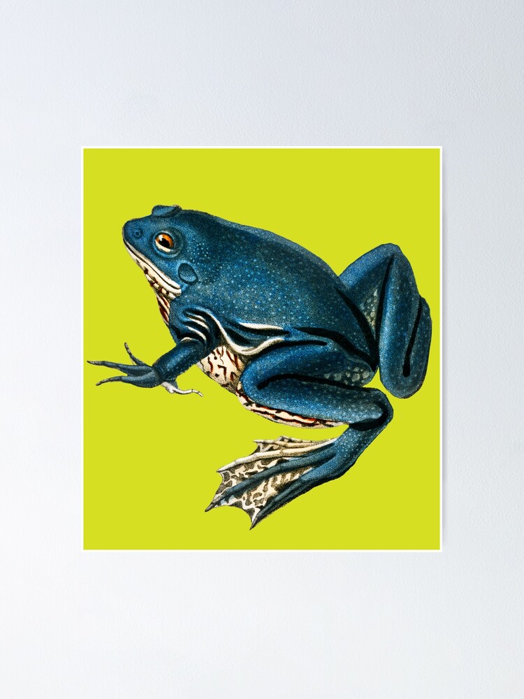 Póster «Las ranas azules se ven geniales en fondos de colores pop II ...