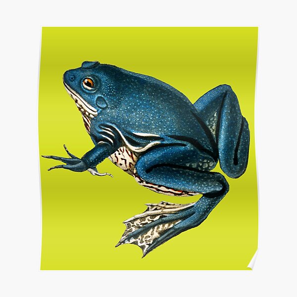 Póster «Las ranas azules se ven geniales en fondos de colores pop II ...