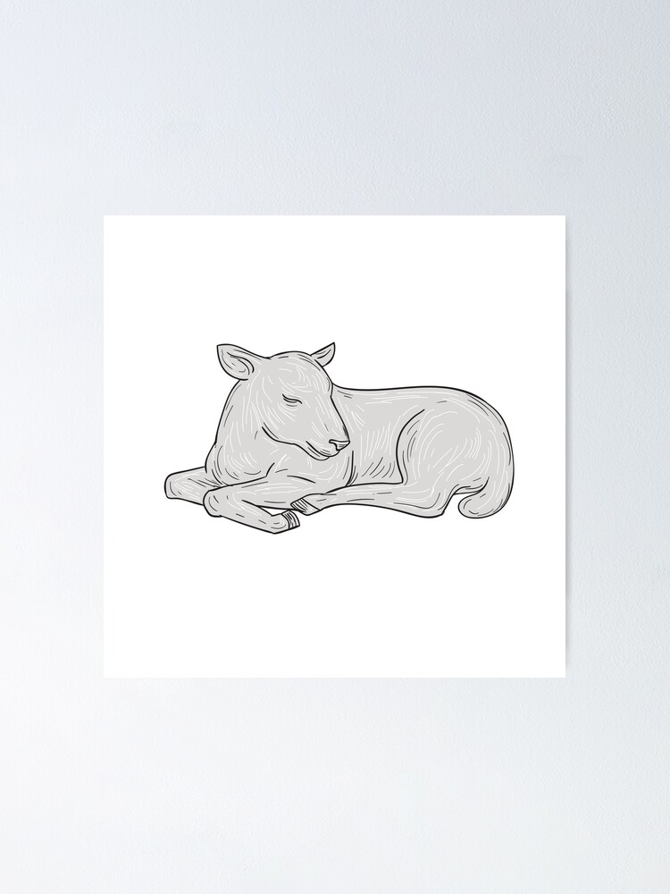 "Lamb Sleeping Drawing" Poster for Sale by patrimonio | Redbubble