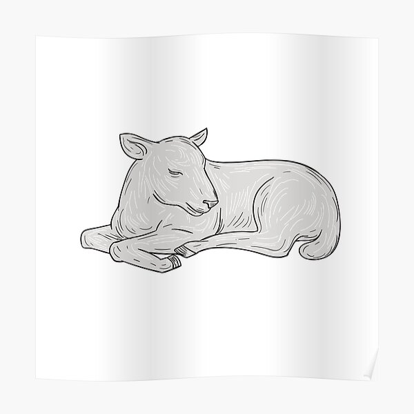 "Lamb Sleeping Drawing" Poster for Sale by patrimonio | Redbubble
