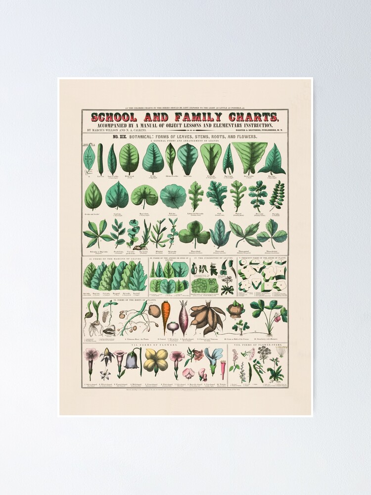 "Vintage Botanical Leaves Chart " Poster for Sale by est1881 | Redbubble