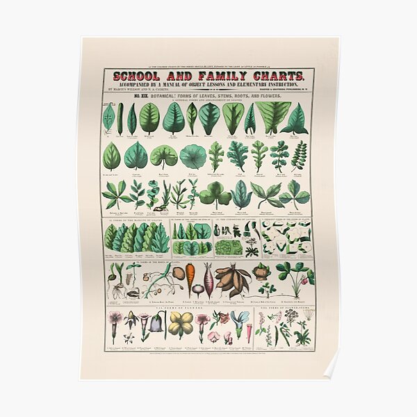 "Vintage Botanical Leaves Chart " Poster for Sale by est1881 | Redbubble