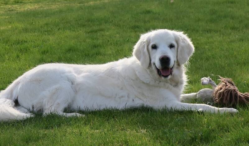 "Happy birthday sweet Ditte! 13 years on th 8th of April" by Trine ...
