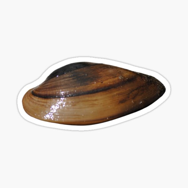 "Clam" Sticker by DanielDil | Redbubble