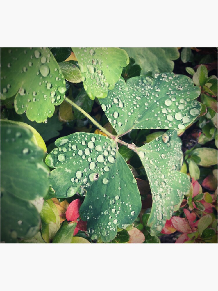 "Fall dew on garden plant " Sticker by ChubbzClub | Redbubble