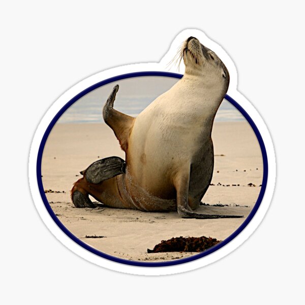 "beautiful sea lion" Sticker for Sale by BestOneLook | Redbubble