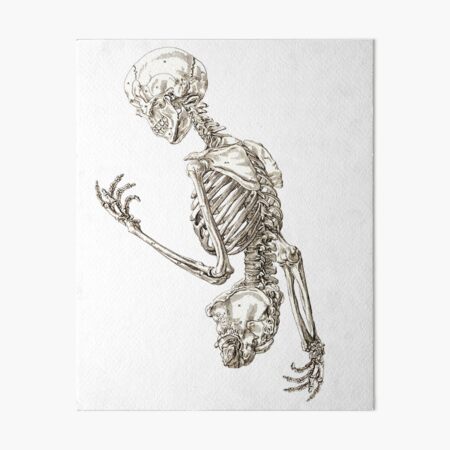 "Human Skeleton Anatomy Scientific Illustration " Art Board Print for ...
