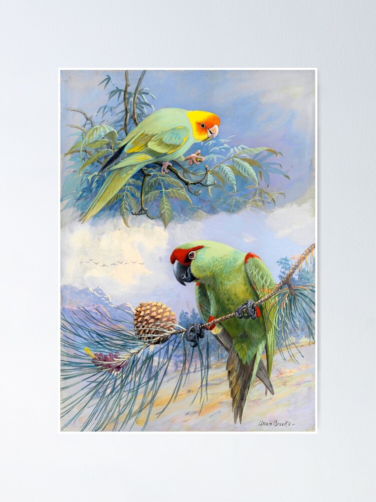 "Carolina Parakeet and Thick Billed Parrot | Allan Brooks | 1936 Nature ...