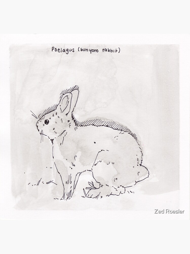 "Bunyoro Rabbit (Poelagus)" Sticker by ZXER | Redbubble