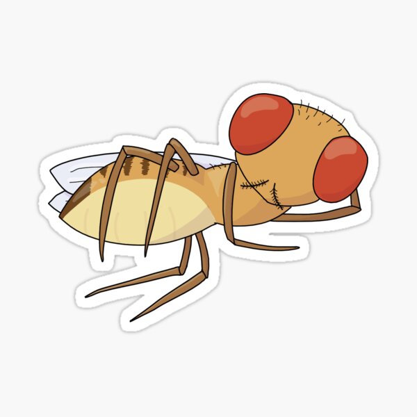 ""Model" Organism Fruit Fly Drosophila" Sticker for Sale by prune1771 ...