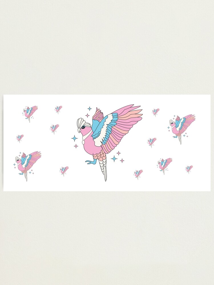 "Terri the Transgender Galah | Gender Identity | Gender Fluid | Pride ...