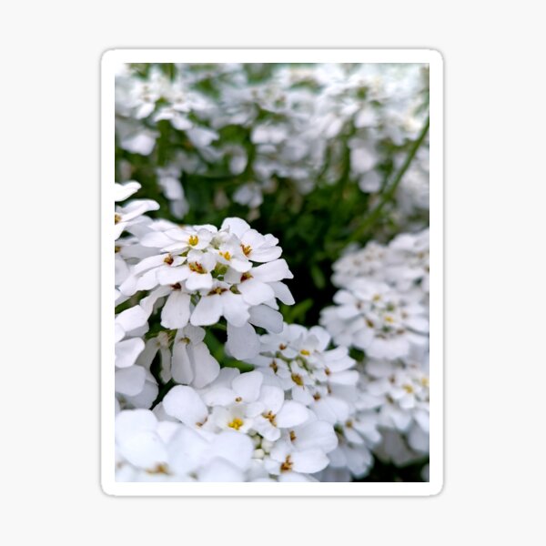 "White flowers" Sticker for Sale by roublartiste | Redbubble