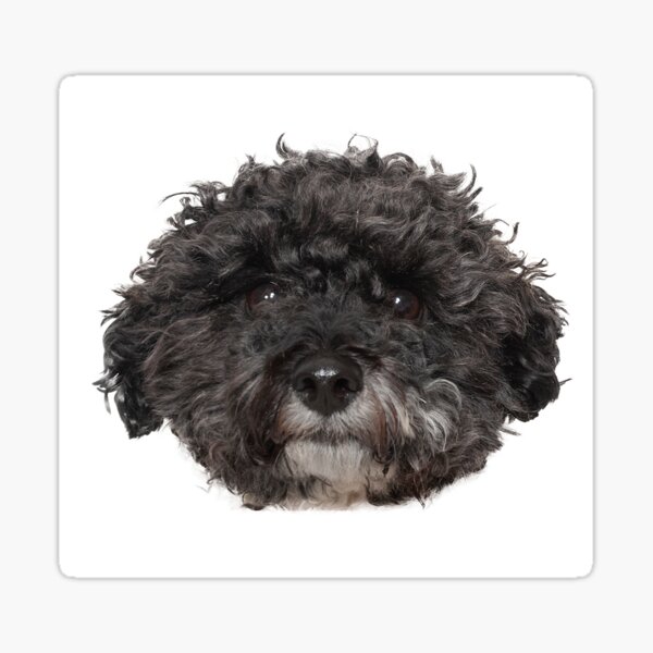 "Fluffy Dog Face" Sticker by Lynn-in-London | Redbubble