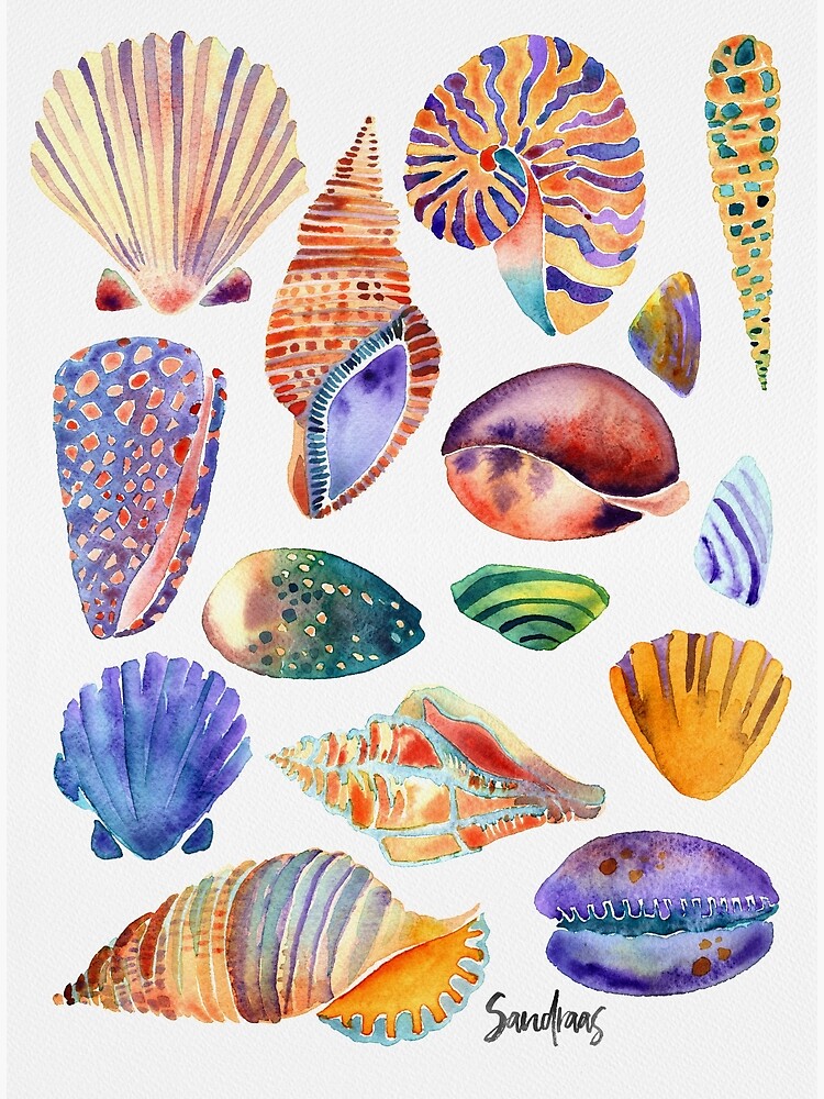 "Watercolor shells" Art Print for Sale by SandraArtStudio | Redbubble