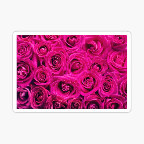 "Beautiful Hot Pink Roses" Sticker by newburyboutique | Redbubble