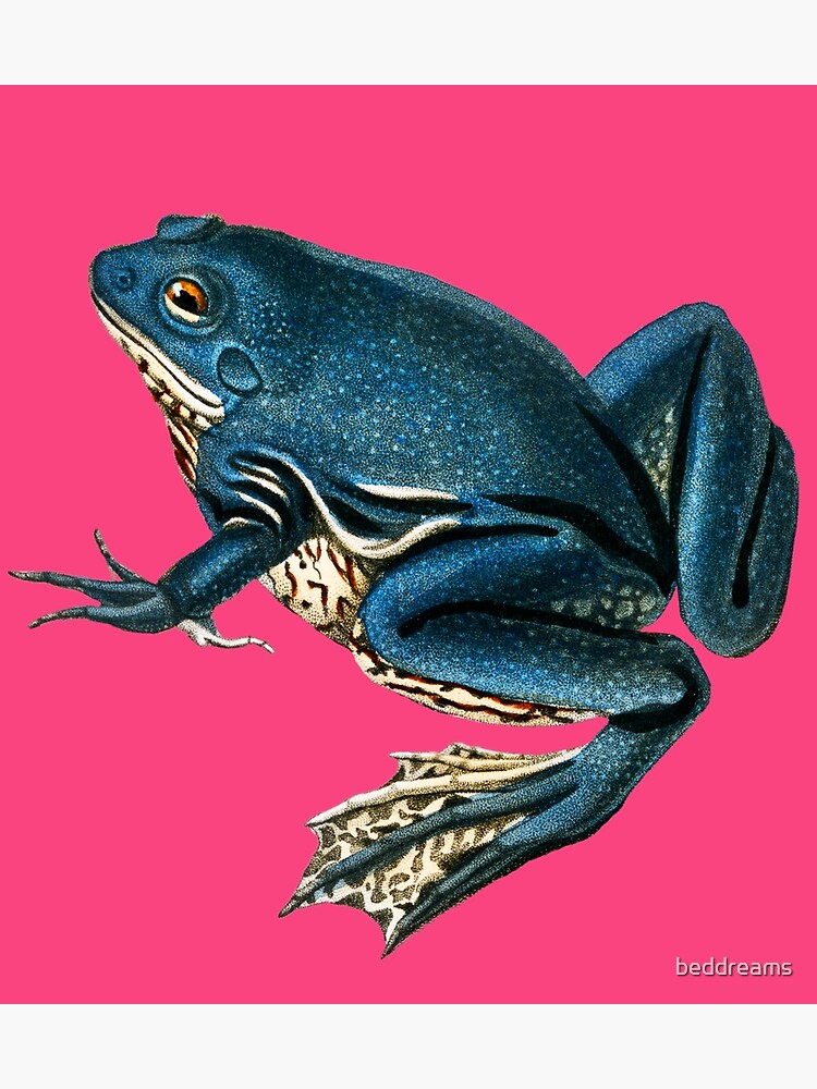 Lámina fotográfica «Ranas azules que se ven geniales en fondos de ...