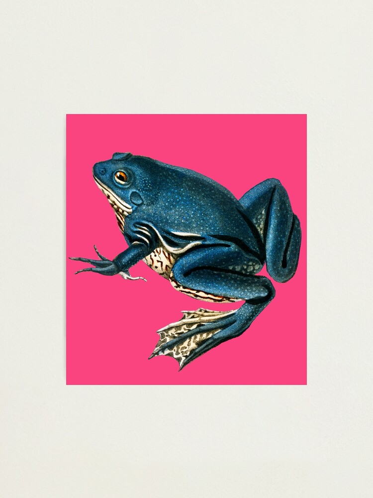 Lámina fotográfica «Ranas azules que se ven geniales en fondos de ...