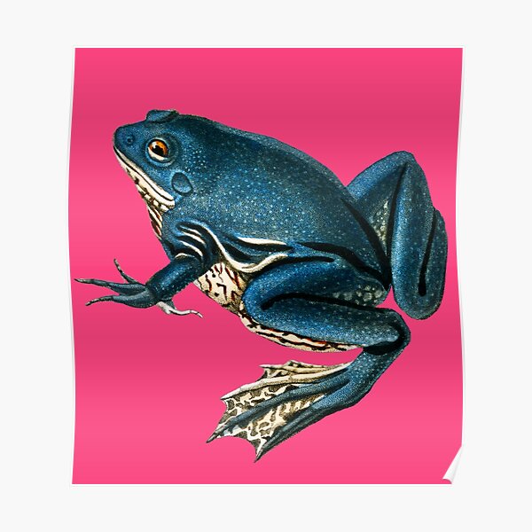 Póster «Ranas azules que se ven geniales en fondos de colores pop IV ...