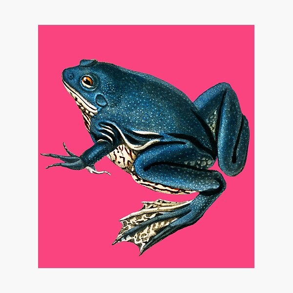 Lámina fotográfica «Ranas azules que se ven geniales en fondos de ...