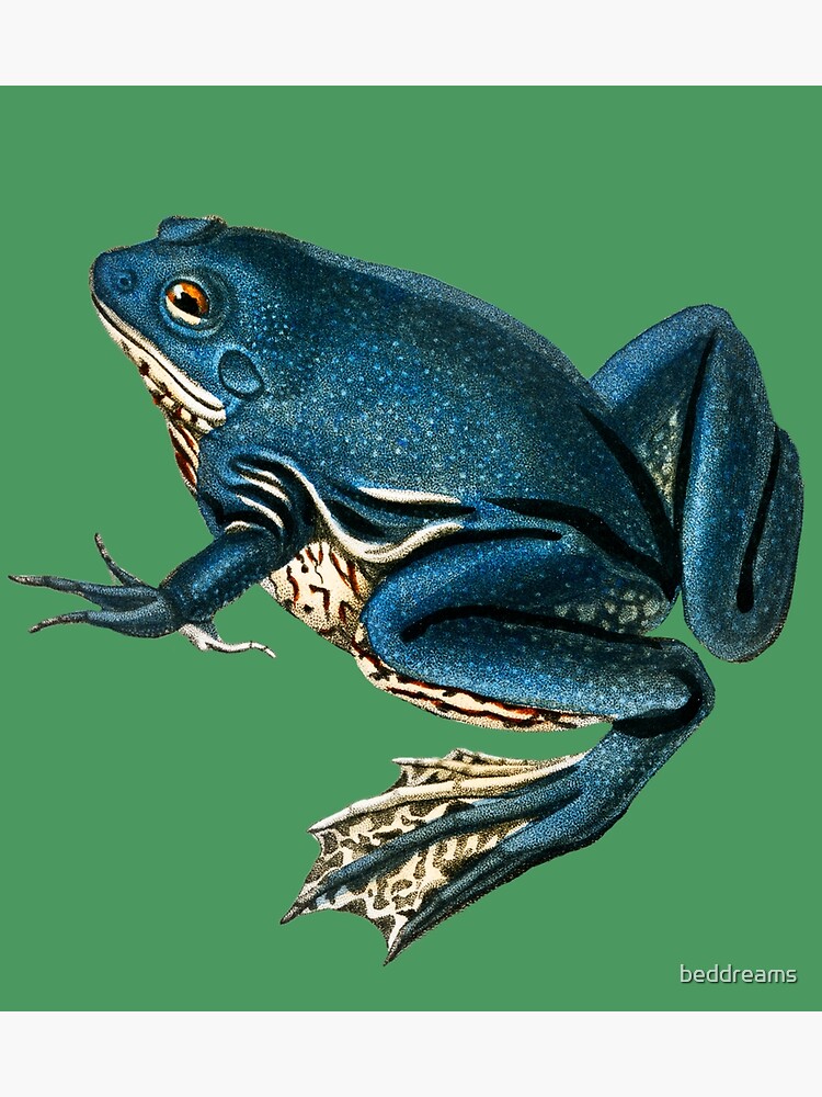 Póster «Ranas azules que se ven geniales en fondos de colores pop V» de ...