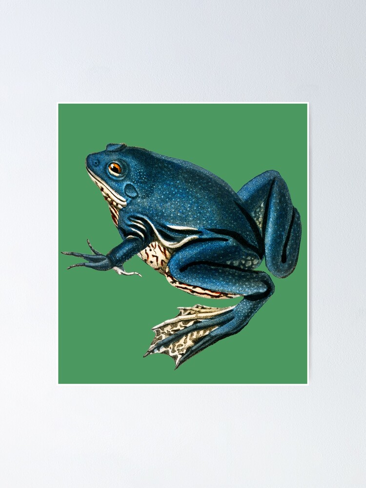 Póster «Ranas azules que se ven geniales en fondos de colores pop V» de ...