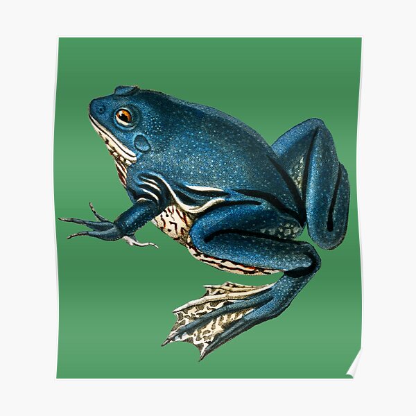 Póster «Ranas azules que se ven geniales en fondos de colores pop V» de ...