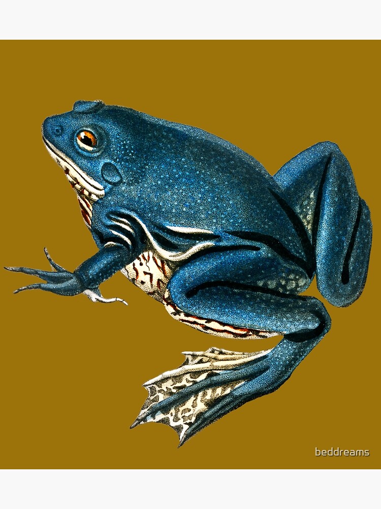 Póster «Las ranas azules se ven geniales en fondos de colores pop VI ...