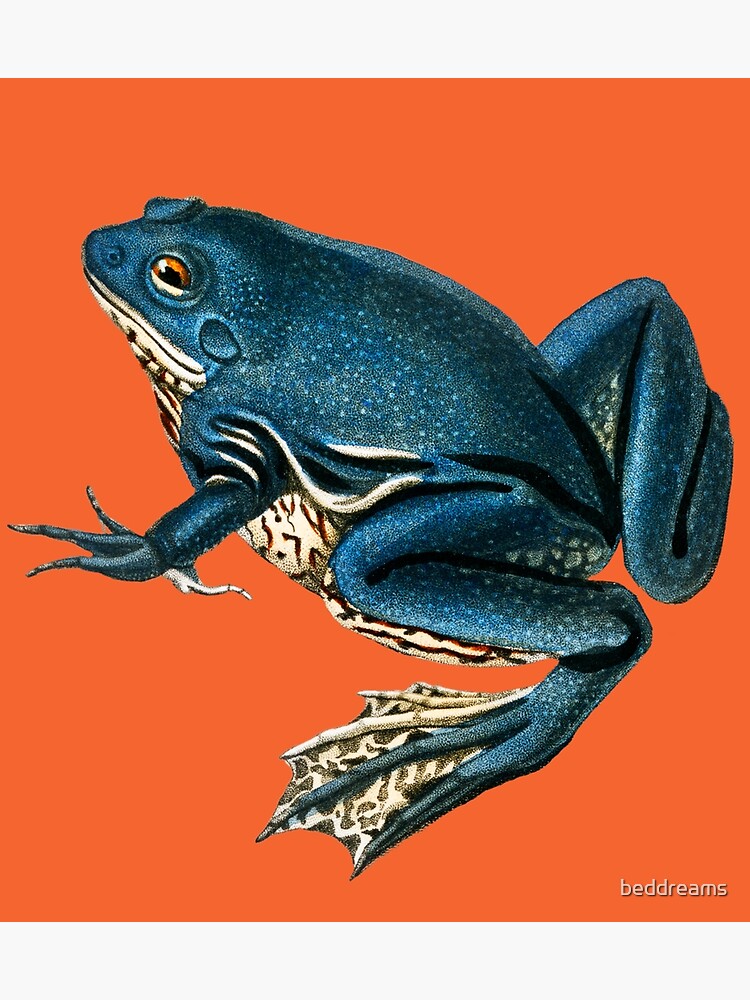 Póster «Las ranas azules se ven geniales en fondos de colores pop VII ...