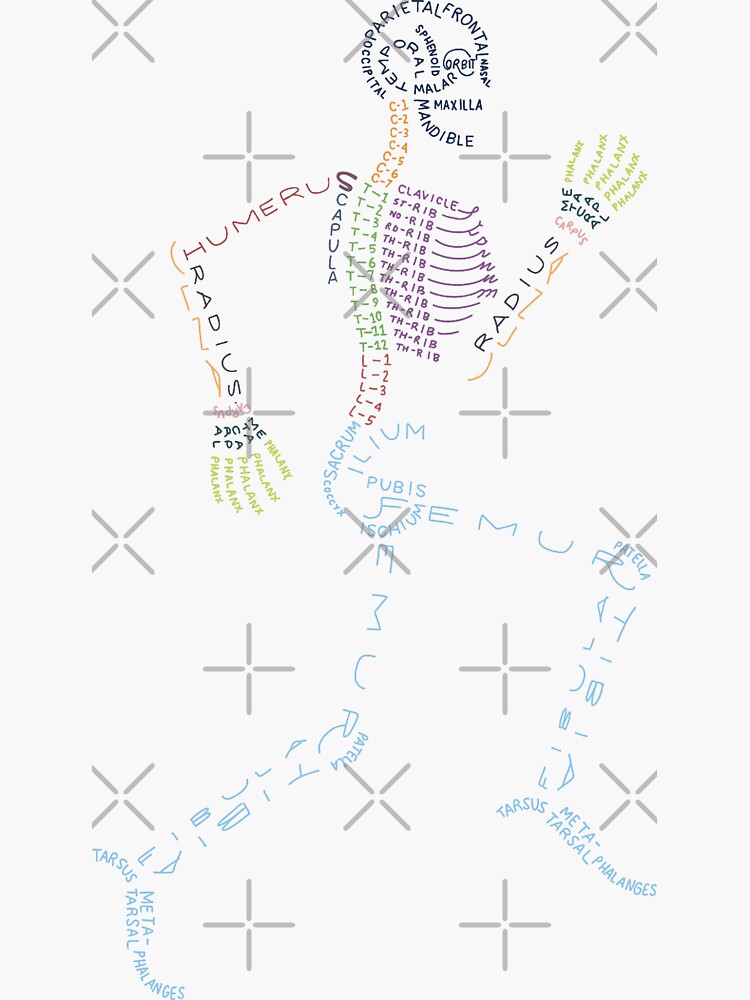 "Color Coded Bones" Sticker by caitsstickers2 | Redbubble