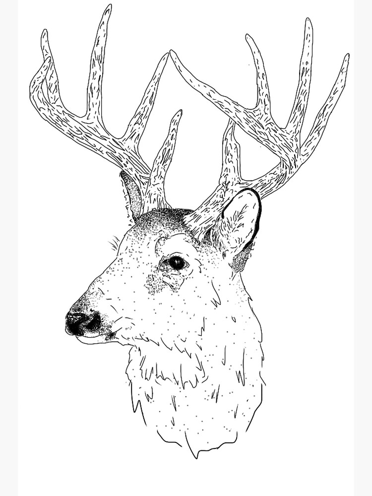 "Realism Line Art Buck/Deer" Poster for Sale by cass-prinz | Redbubble