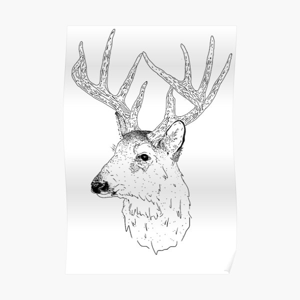 "Realism Line Art Buck/Deer" Poster for Sale by cass-prinz | Redbubble