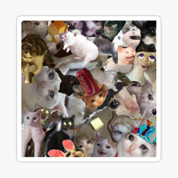 "cursed crying cats " Sticker by AsherSmith112 | Redbubble