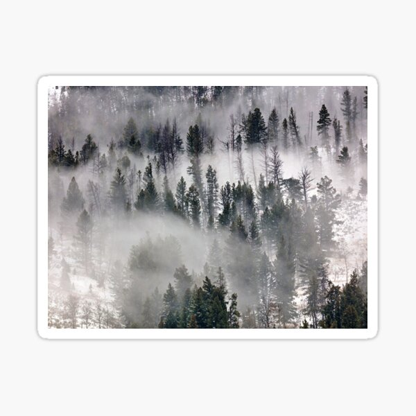 "Forest Fog Photography " Sticker by Tjokko-chan | Redbubble