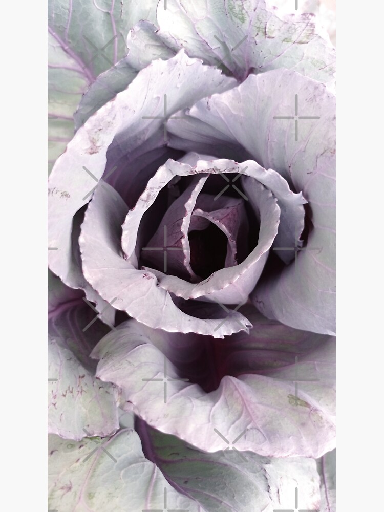 "Red cabbage rose - Natural photography" Sticker by Crazybugs | Redbubble