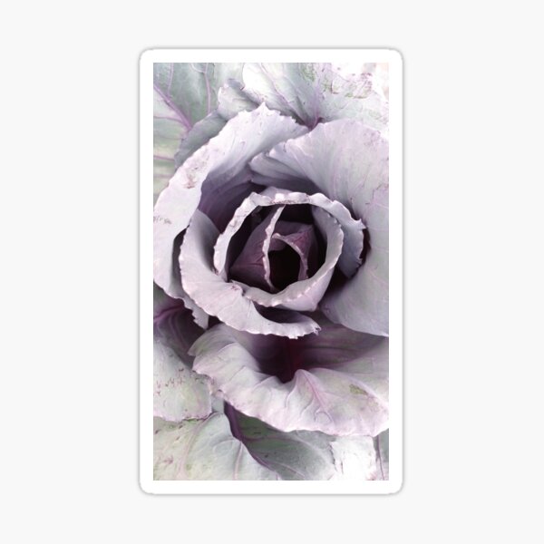 "Red cabbage rose - Natural photography" Sticker by Crazybugs | Redbubble