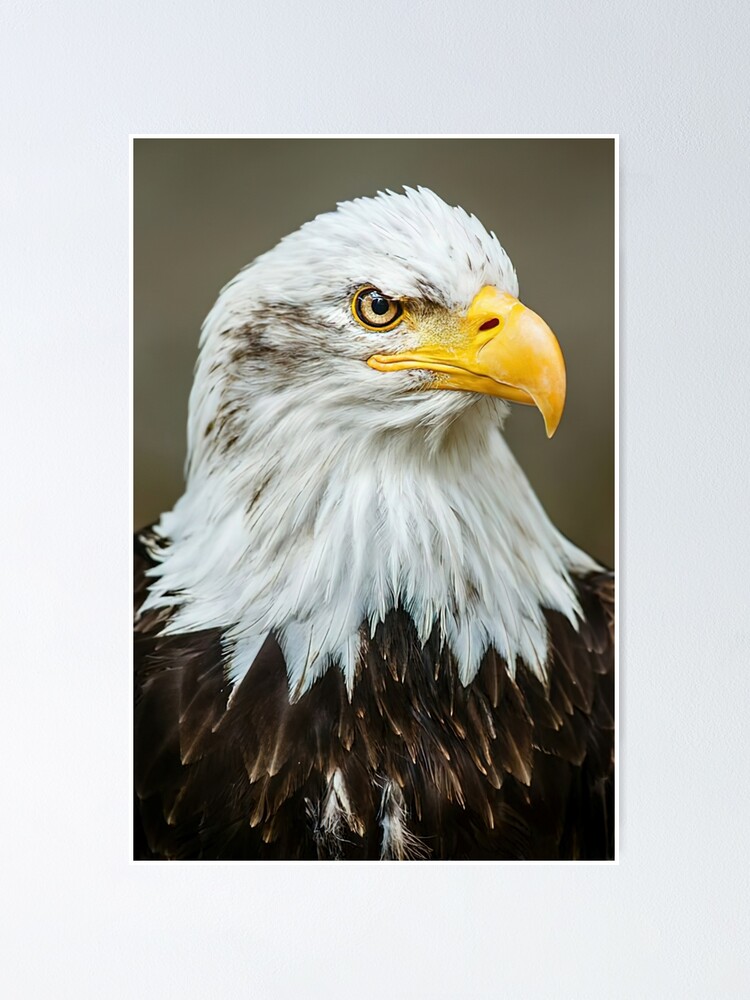 "American Bald Eagle" Poster for Sale by MorningFive | Redbubble