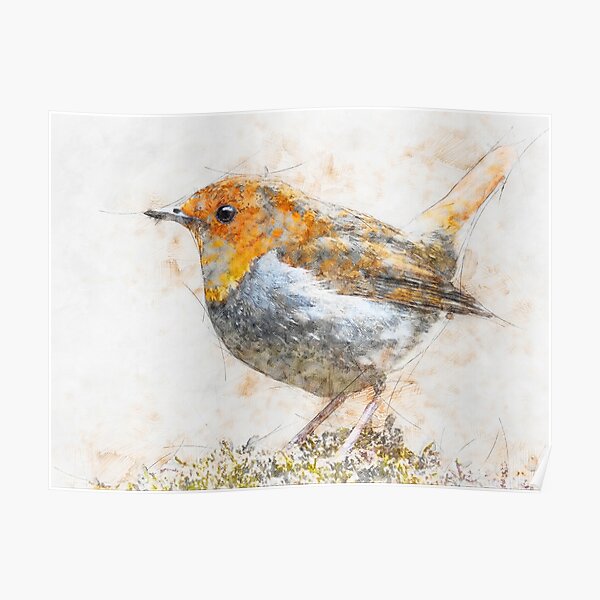 "Hand Drawn, Digital Painted Red Breasted Robin" Poster by ...