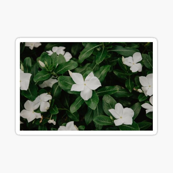 "White Flowers" Sticker for Sale by LindsayVaughn | Redbubble