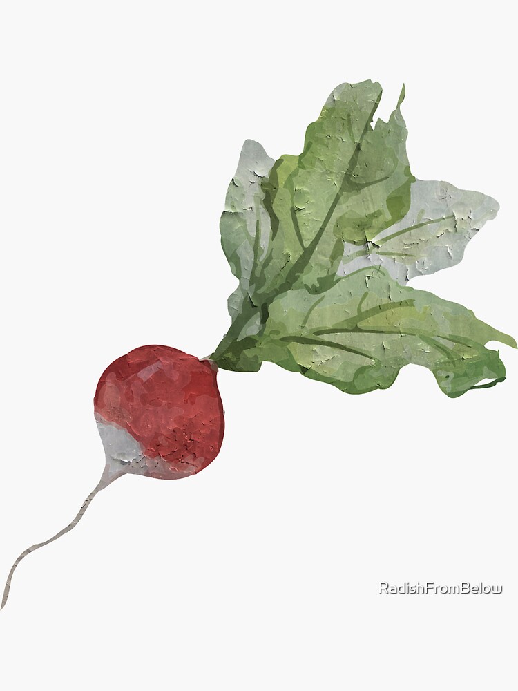 "radish" Sticker for Sale by RadishFromBelow | Redbubble